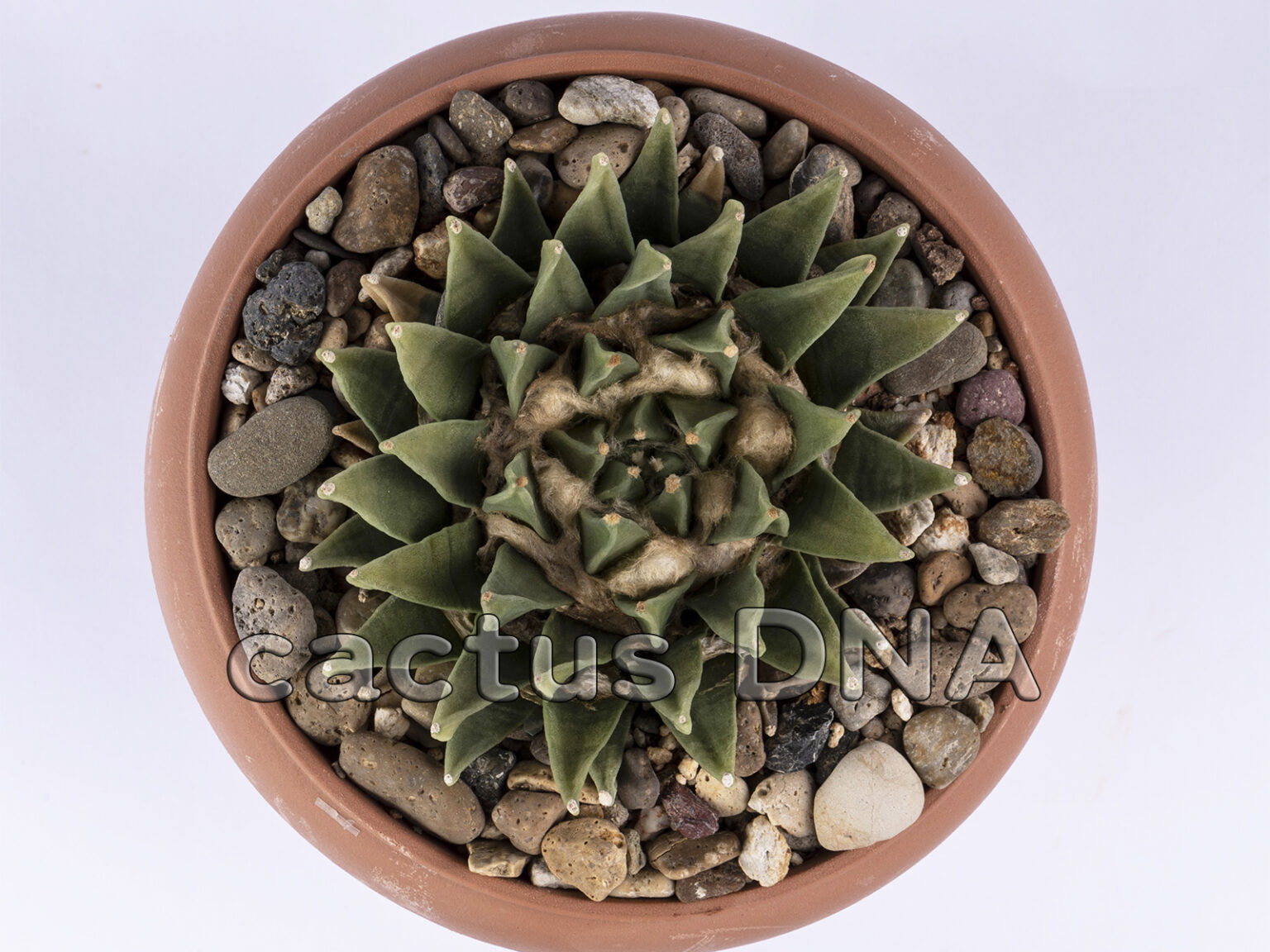 Ariocarpus retusus ssp. scapharostroides - Santo Domingo, SLP, Mexico ...