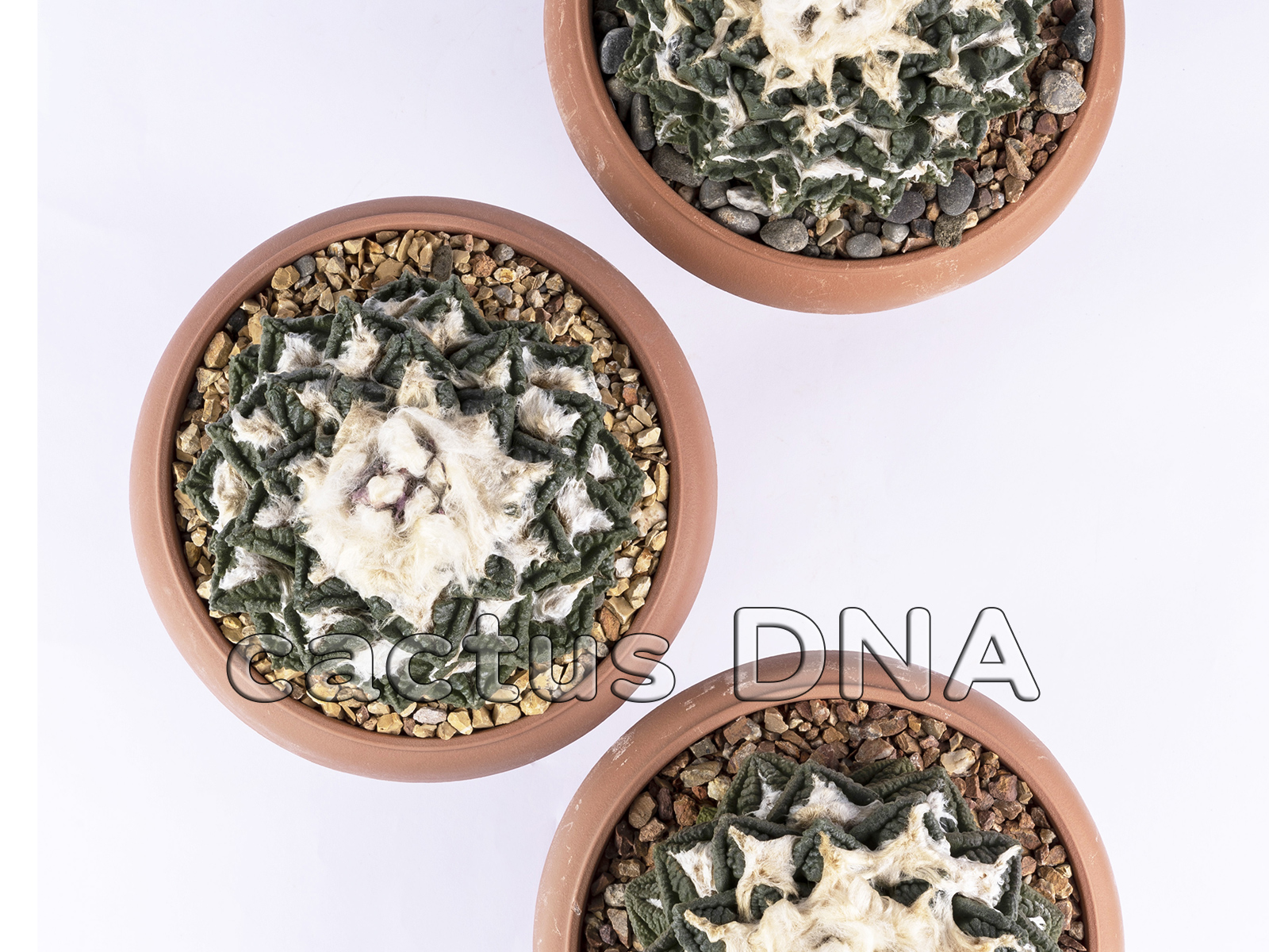 Ariocarpus fissuratus Wide Tubercles | Cactus DNA