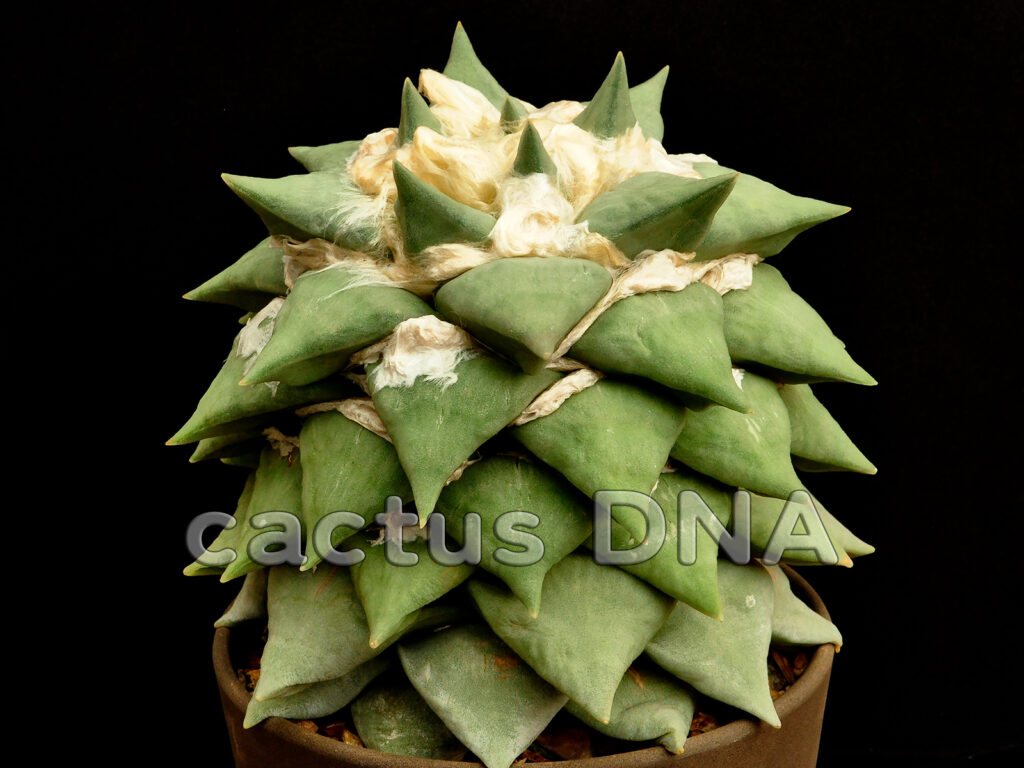 Ariocarpus retusus cv. 'Frumdosus' - ex Thailand (F1+BC) | Cactus DNA