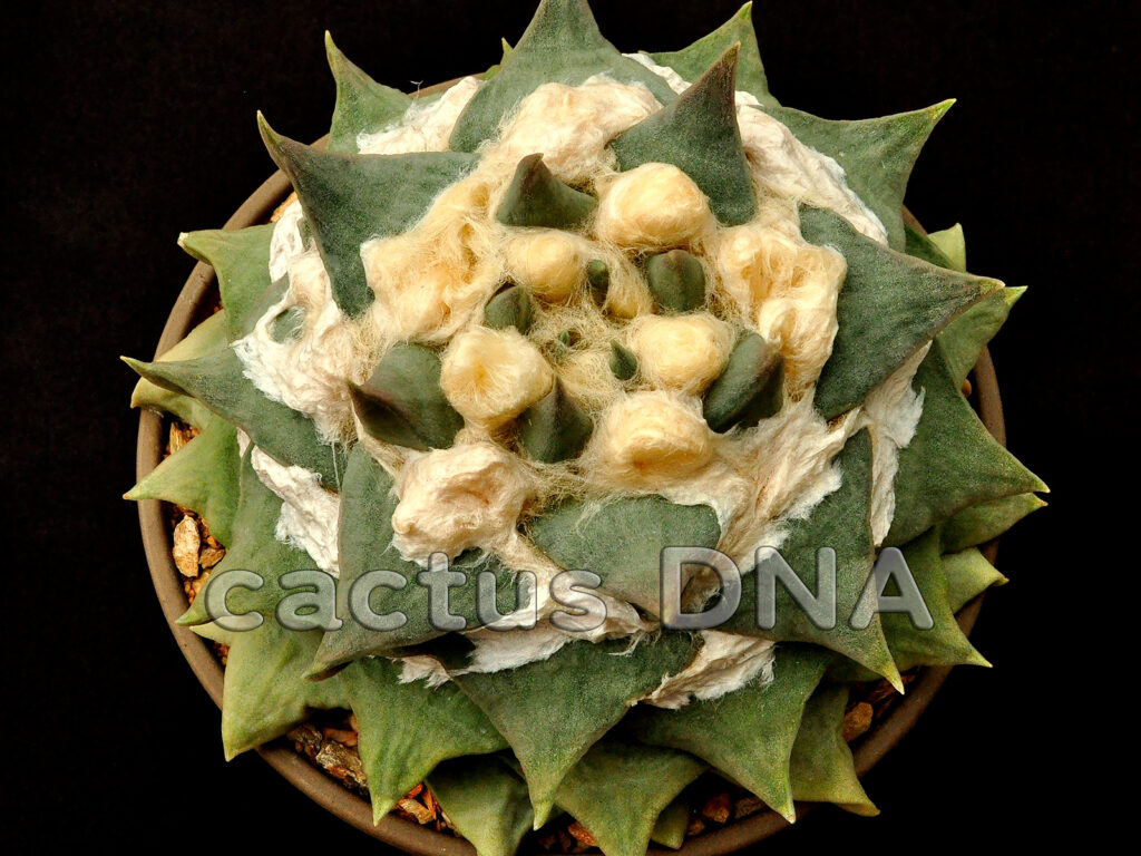 Ariocarpus retusus cv. 'Frumdosus' - ex Thailand (F1+BC) | Cactus DNA