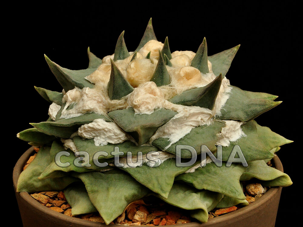 Ariocarpus retusus cv. 'Frumdosus' - ex Thailand (F1+BC) | Cactus DNA