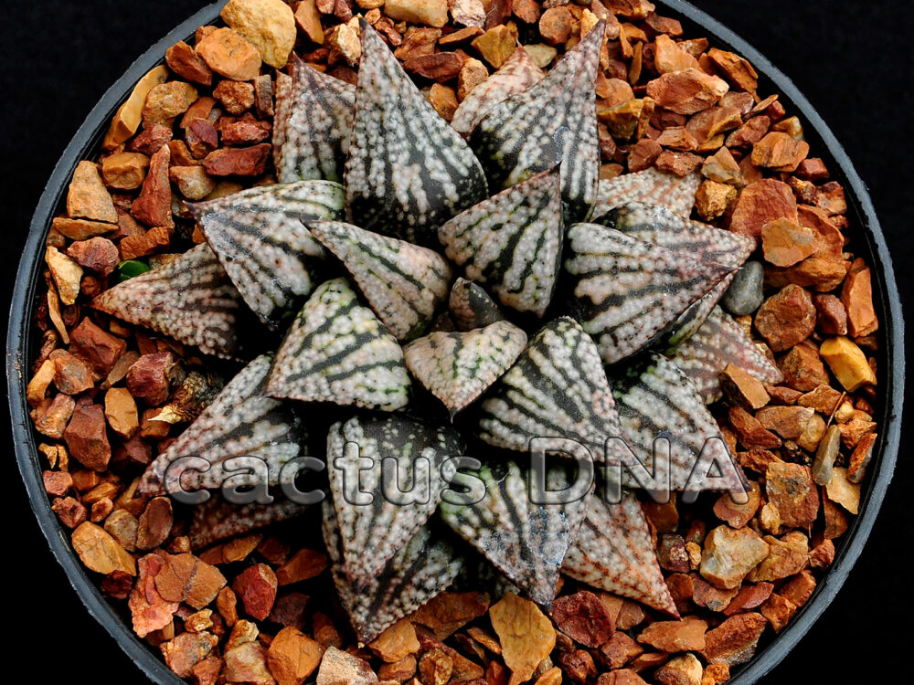Haworthia picta | Cactus DNA