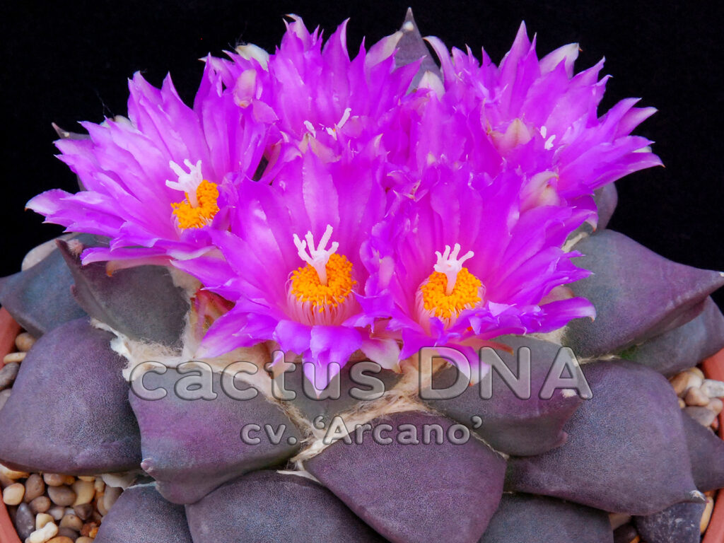 Ariocarpus confusus cv. 'Arcano' - F2 ex Greece | Cactus DNA