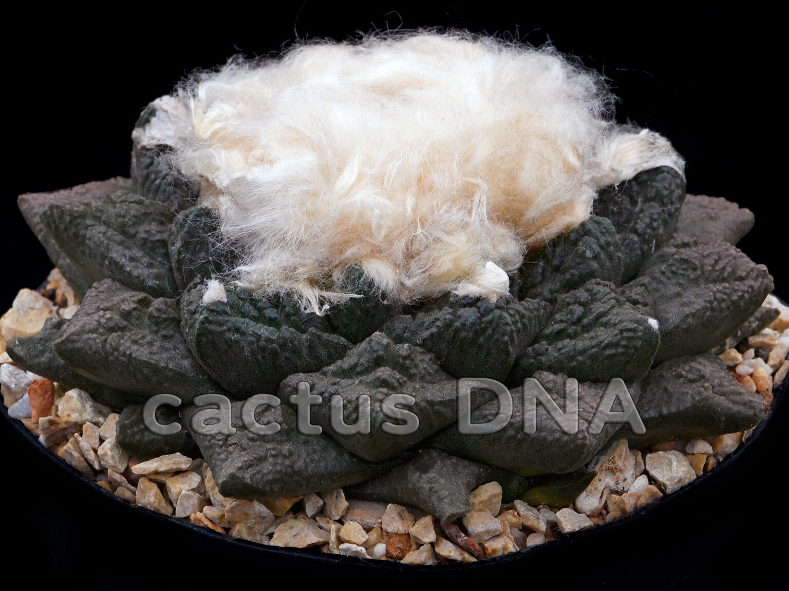 Ariocarpus fissuratus cv. 'Godzilla' x fissuratus - Type II (F2 ...