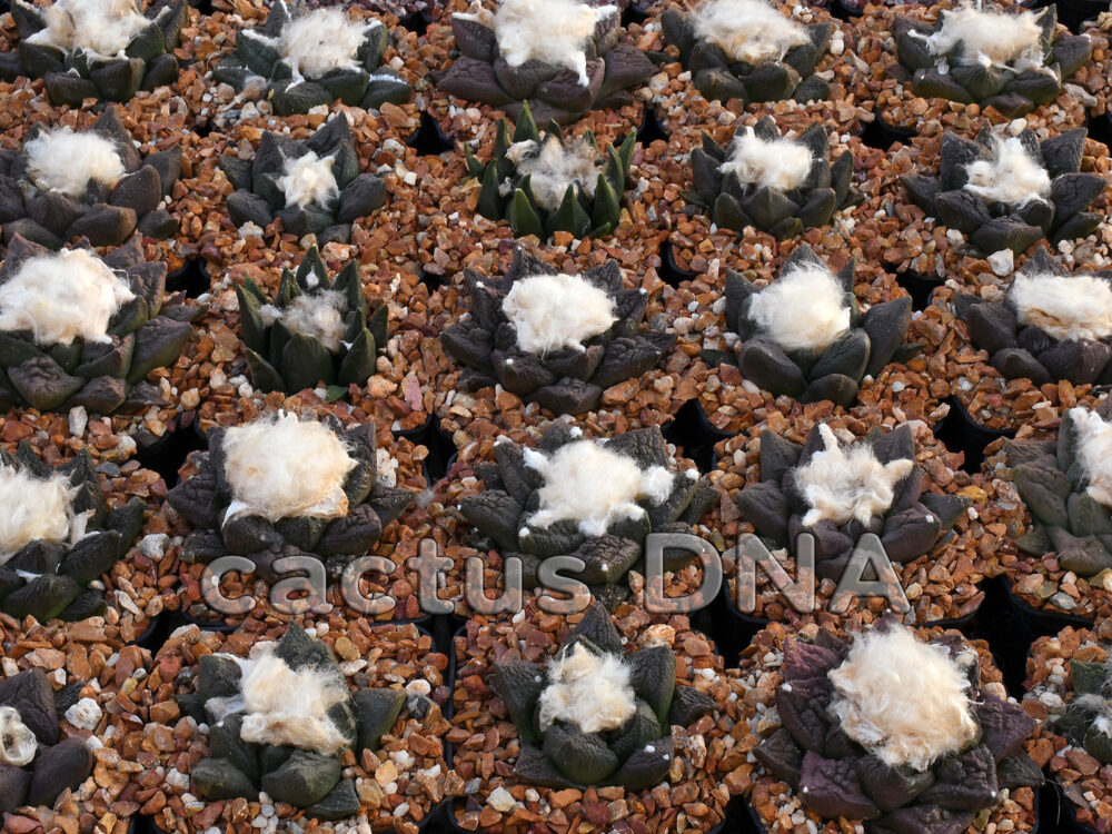 Ariocarpus fissuratus x agavoides - F2 Hybrid | Cactus DNA