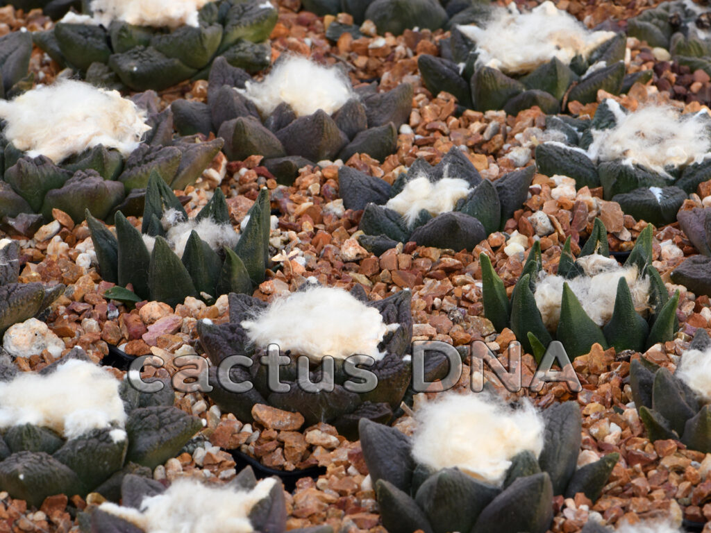 Ariocarpus fissuratus x agavoides - F2 Hybrid | Cactus DNA