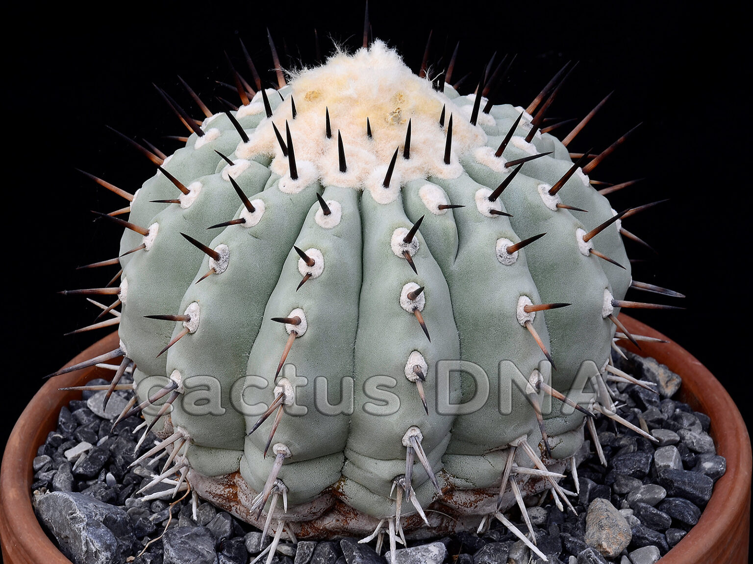 Copiapoa cinerea - mix of best forms | Cactus DNA