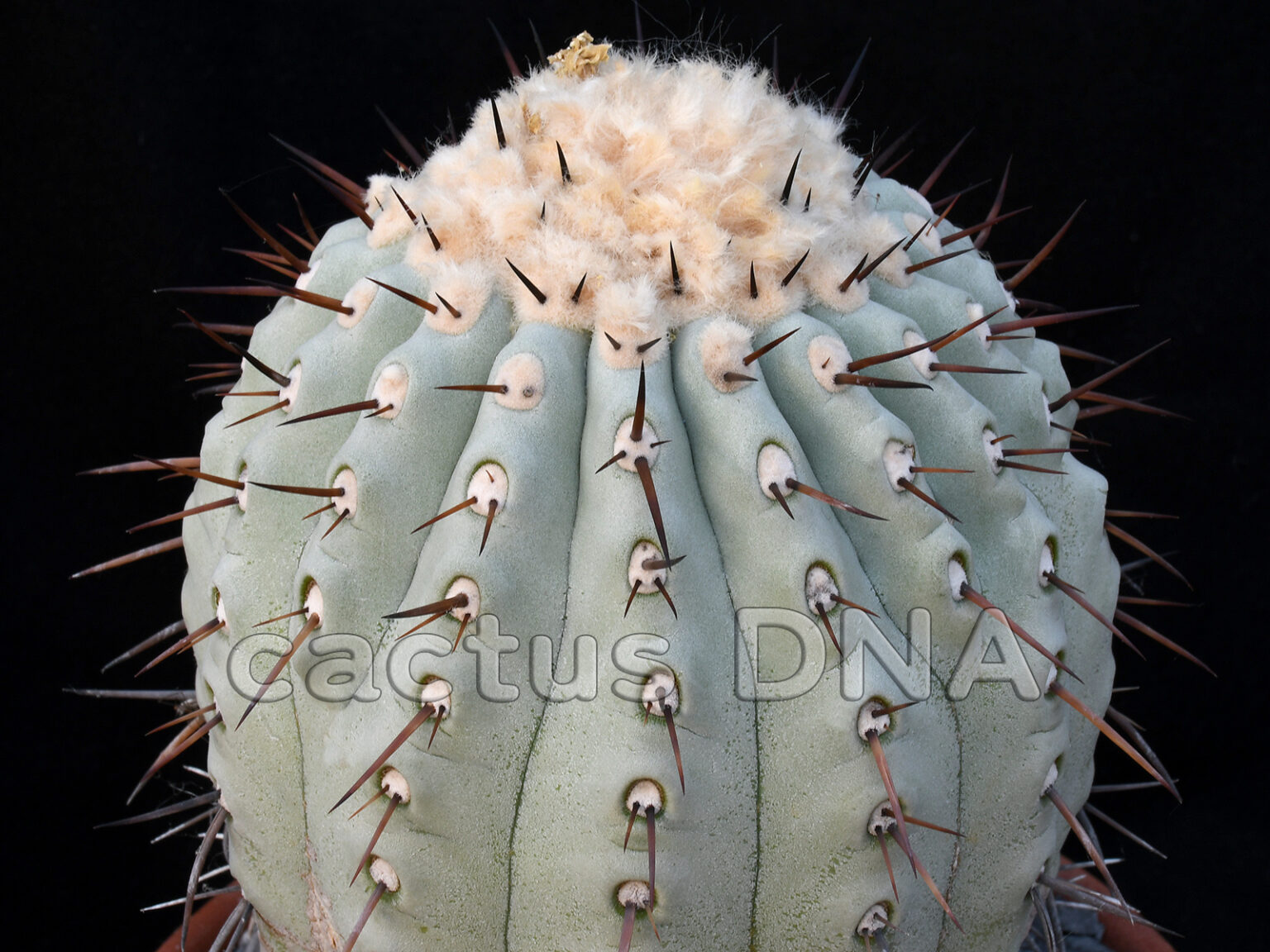 Copiapoa cinerea - mix of best forms | Cactus DNA