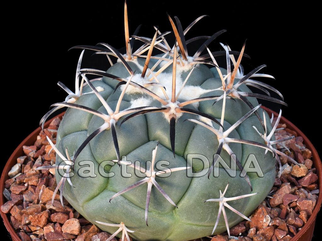 Coryphantha Poselgeriana V Valida Vzd 1193 Estación Pasaje Dur