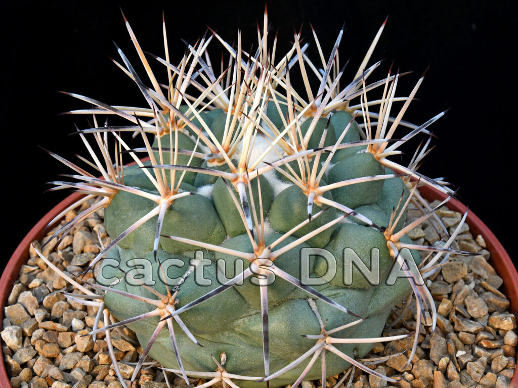Coryphantha poselgeriana v. valida f. albiflora - VZD 95 Estación ...