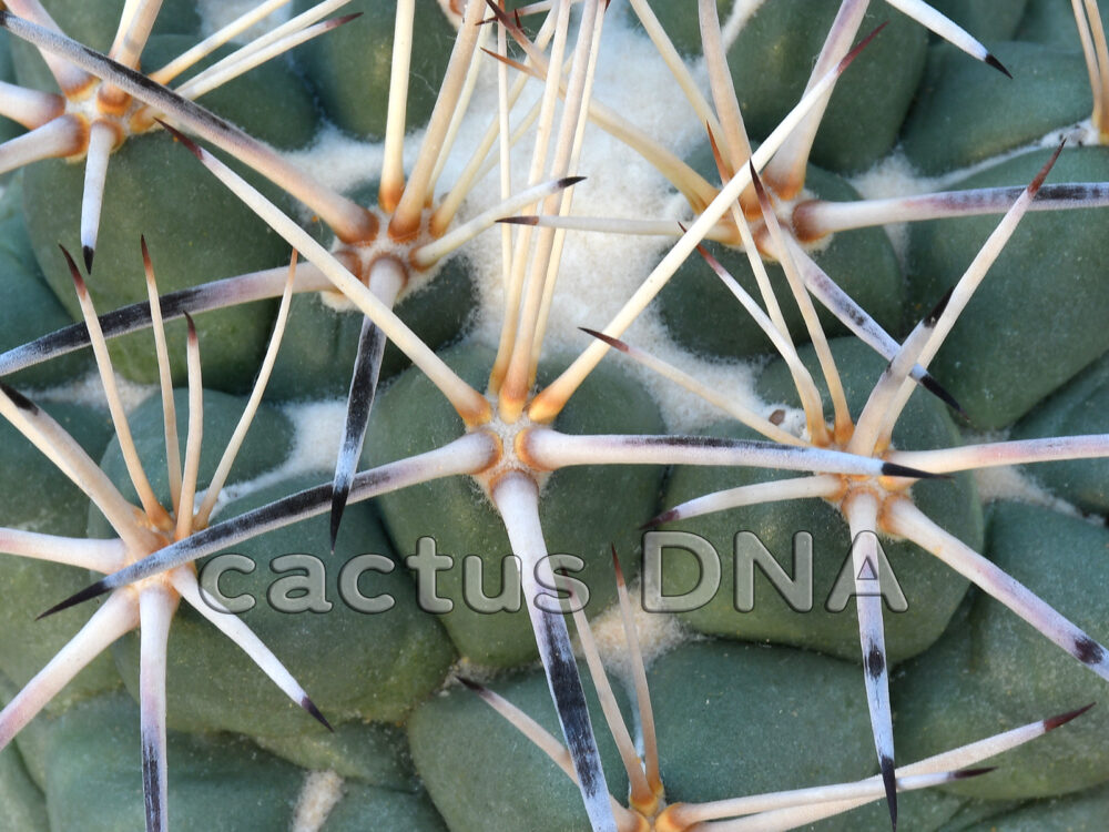Coryphantha poselgeriana v. valida f. albiflora - VZD 95 Estación ...