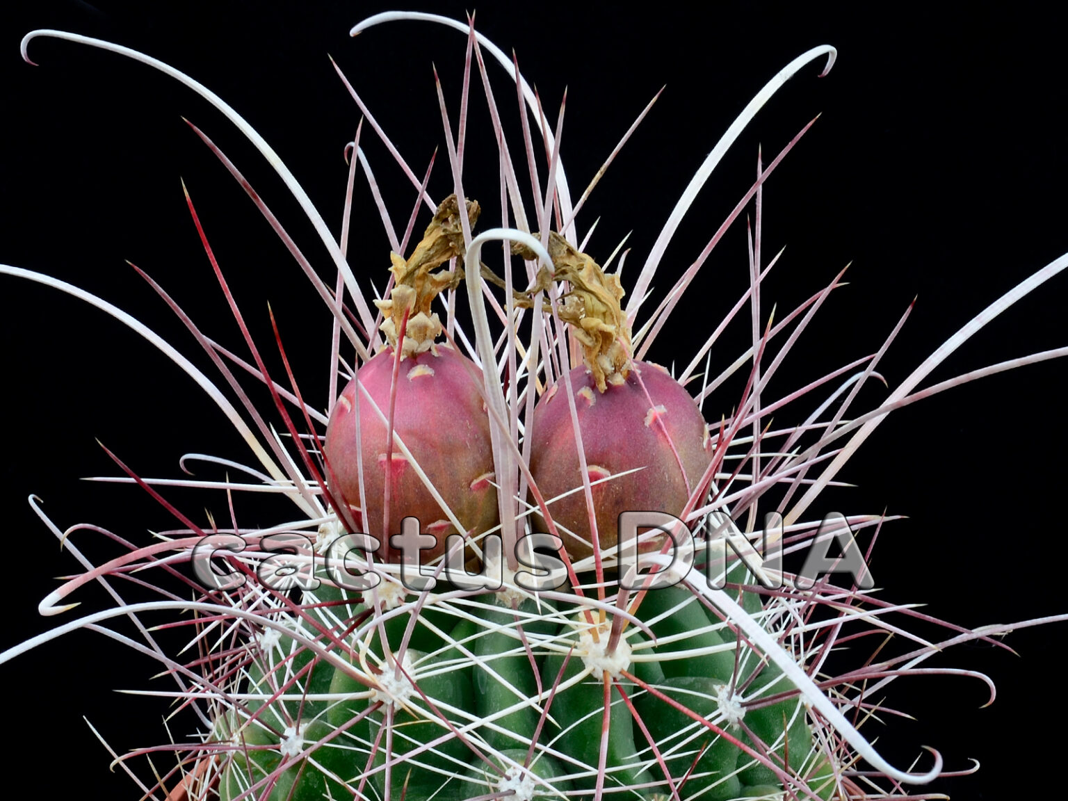 Ferocactus hamatacanthus - AL 755 Solis, TX, USA | Cactus DNA