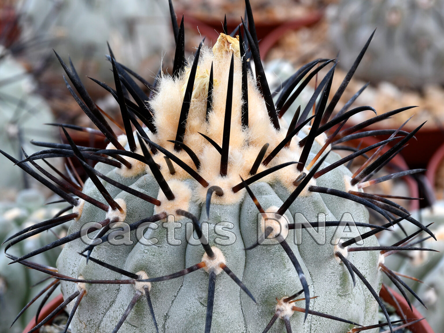 Copiapoa cinerea aff. horrida - ex cultivation | Cactus DNA